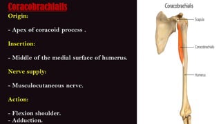 Upper limb muscles ( anatomy - muscles). | PDF