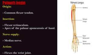 Upper limb muscles ( anatomy - muscles). | PDF