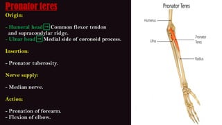 Upper limb muscles ( anatomy - muscles). | PDF