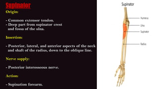 Upper limb muscles ( anatomy - muscles). | PDF
