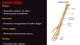 Upper limb muscles ( anatomy - muscles). | PDF