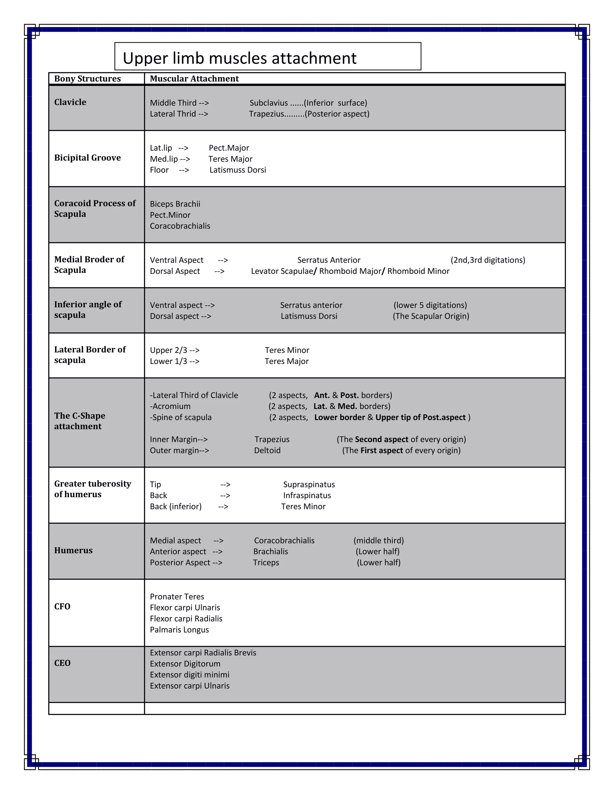 Upper limb muscles attachment | PDF