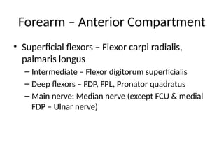 Upper_Limb_Muscles_Presentation 1 2.pptx