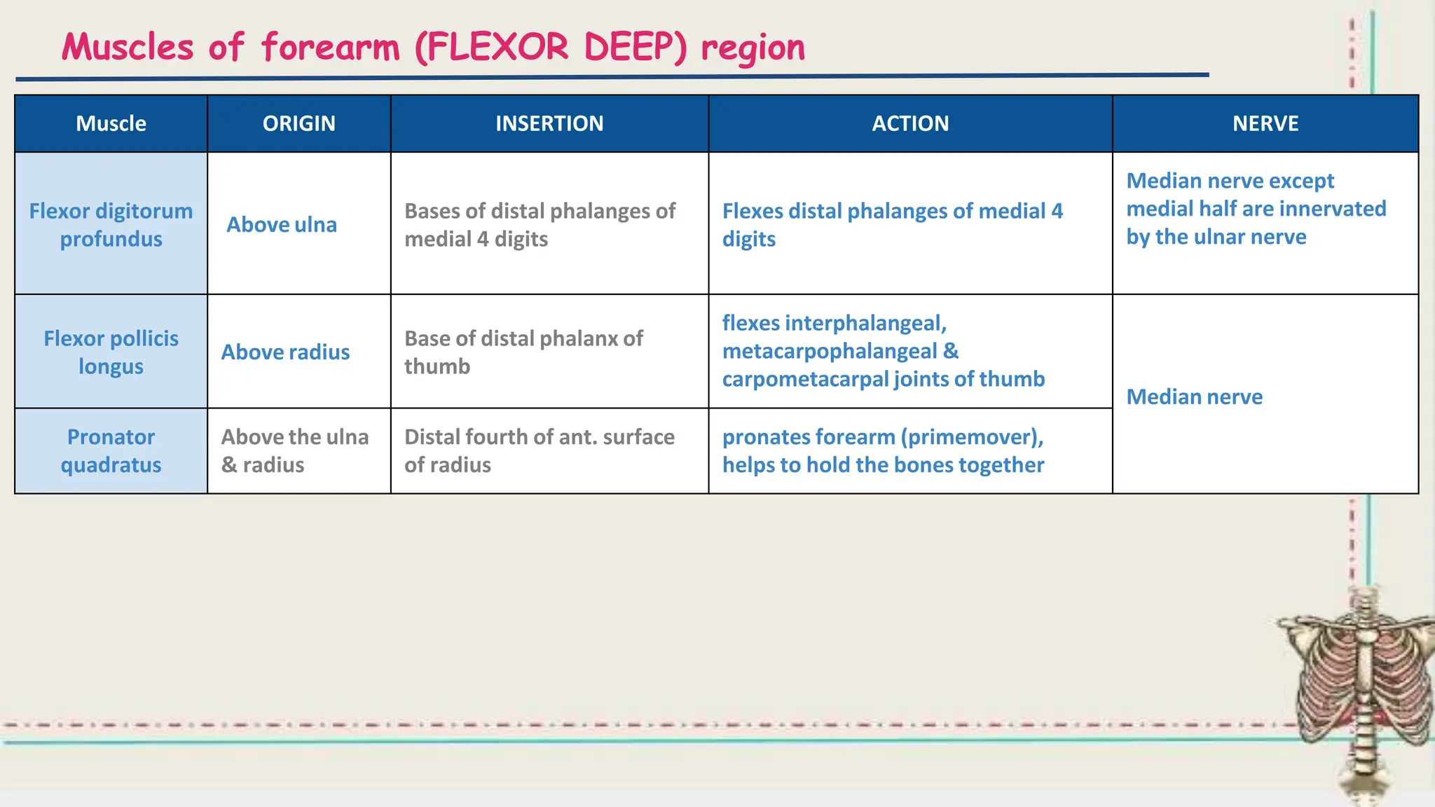 Upper Limb _ Muscles _Revisionanatomy_.pptx