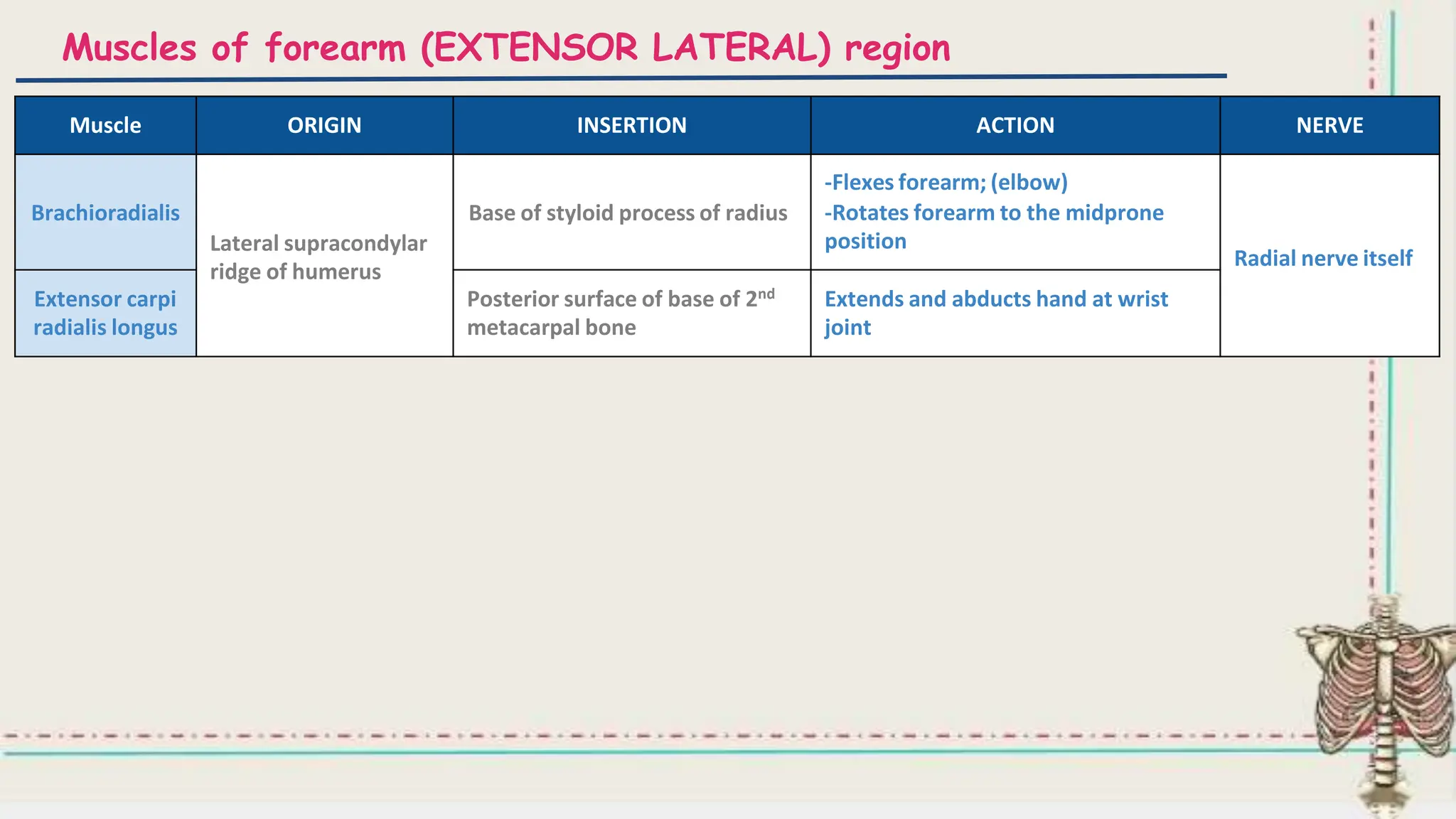 Upper Limb _ Muscles _Revisionanatomy_.pptx