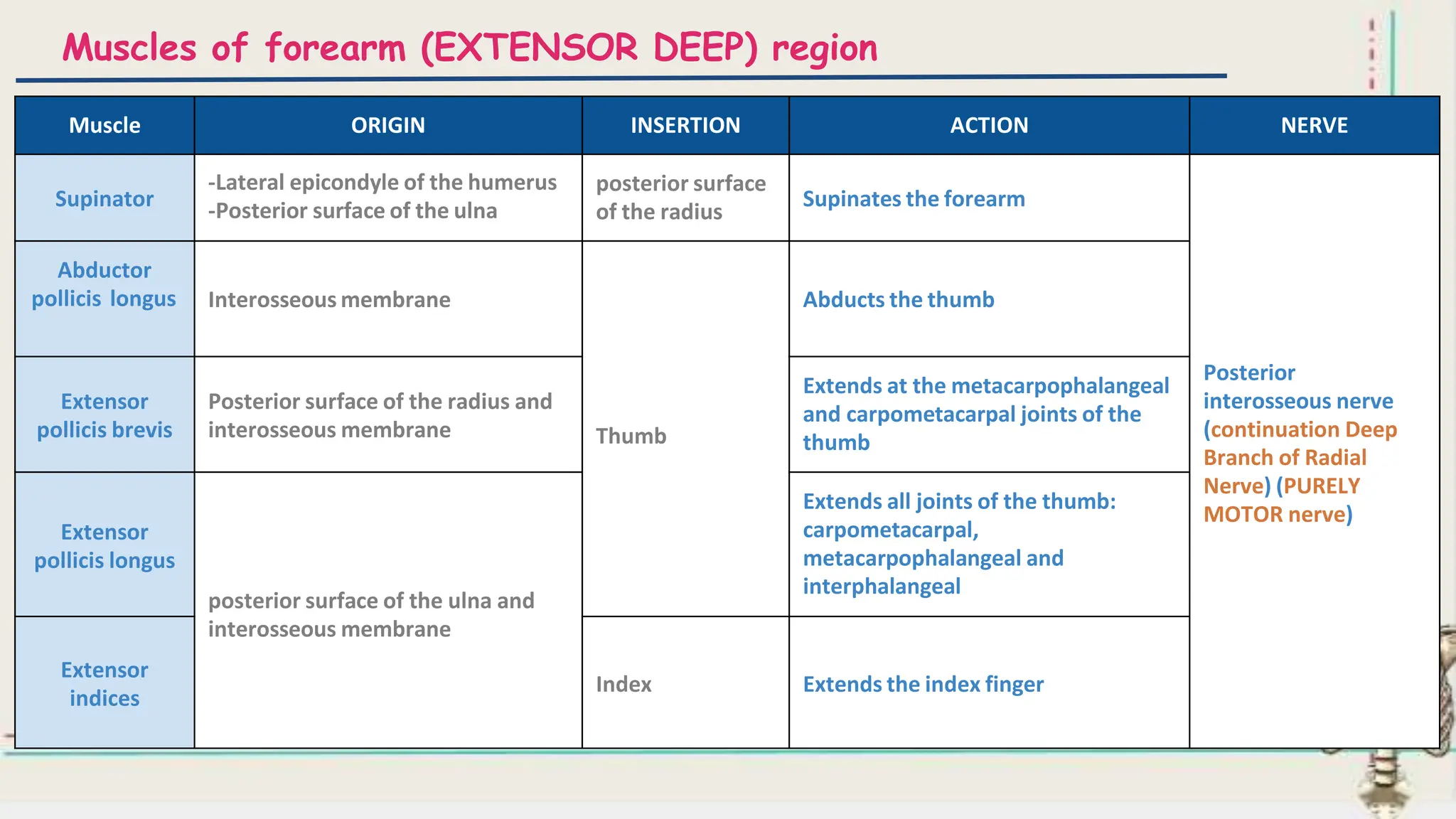 Upper Limb _ Muscles _Revisionanatomy_.pptx