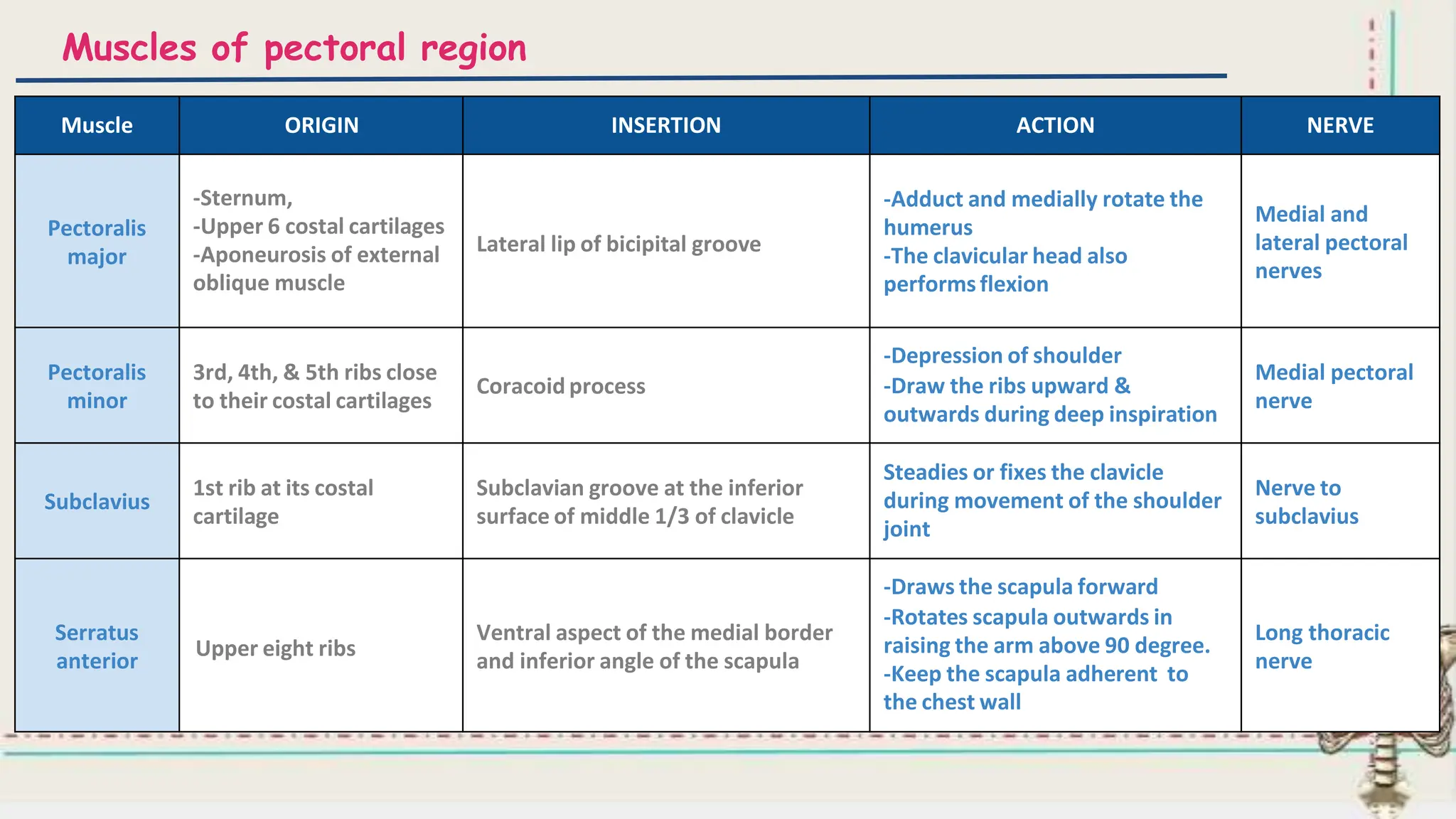 Upper Limb _ Muscles _Revisionanatomy_.pptx
