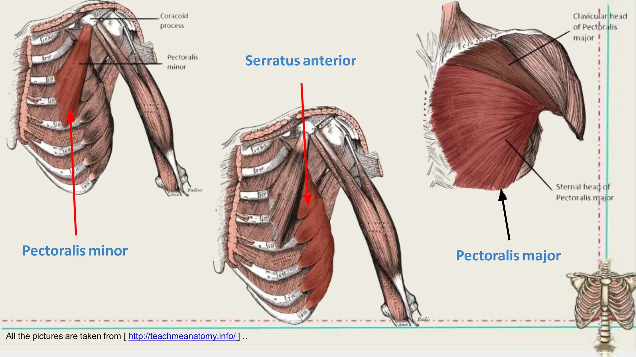 Upper Limb _ Muscles _Revisionanatomy_.pptx