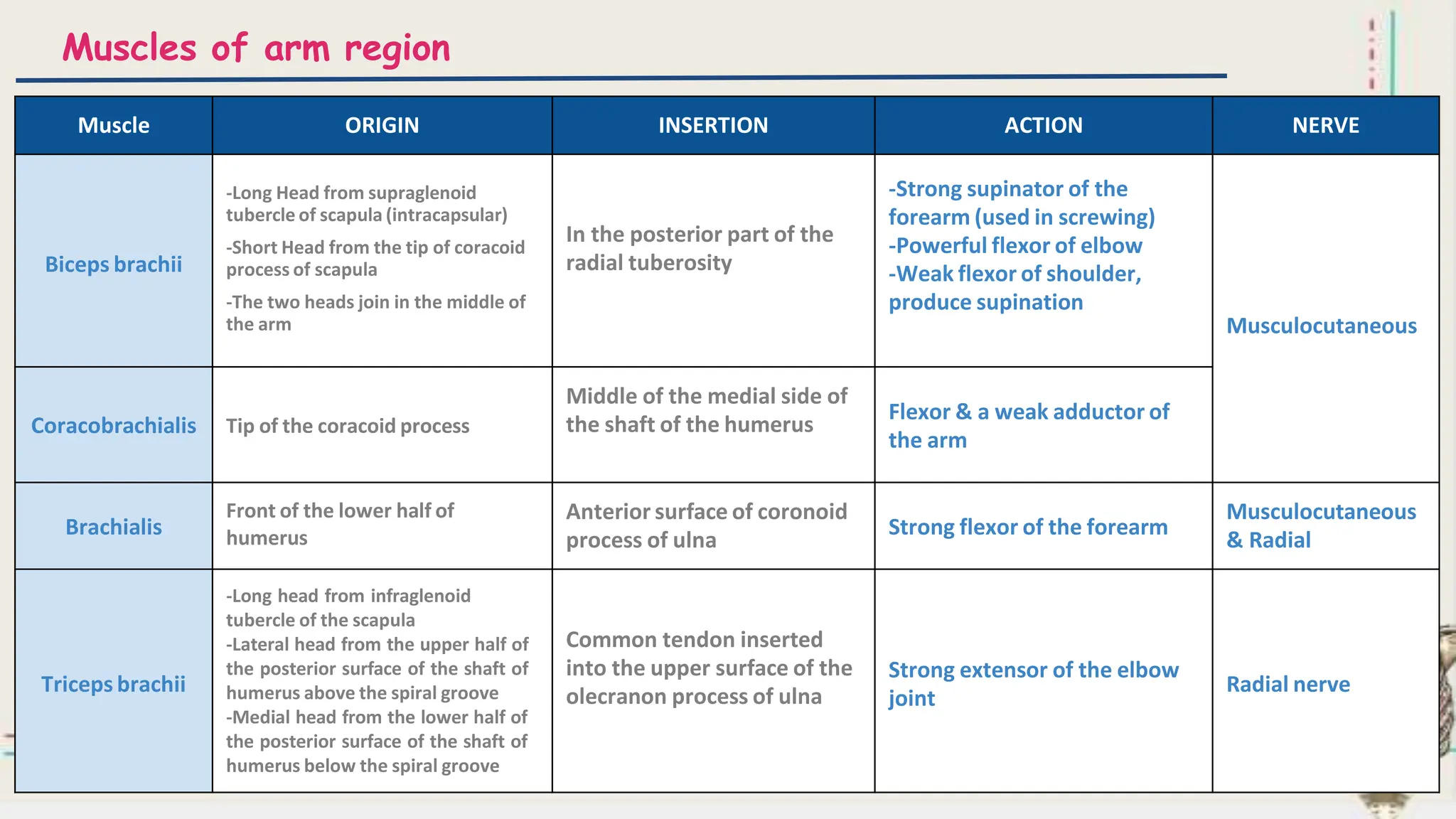 Upper Limb _ Muscles _Revisionanatomy_.pptx