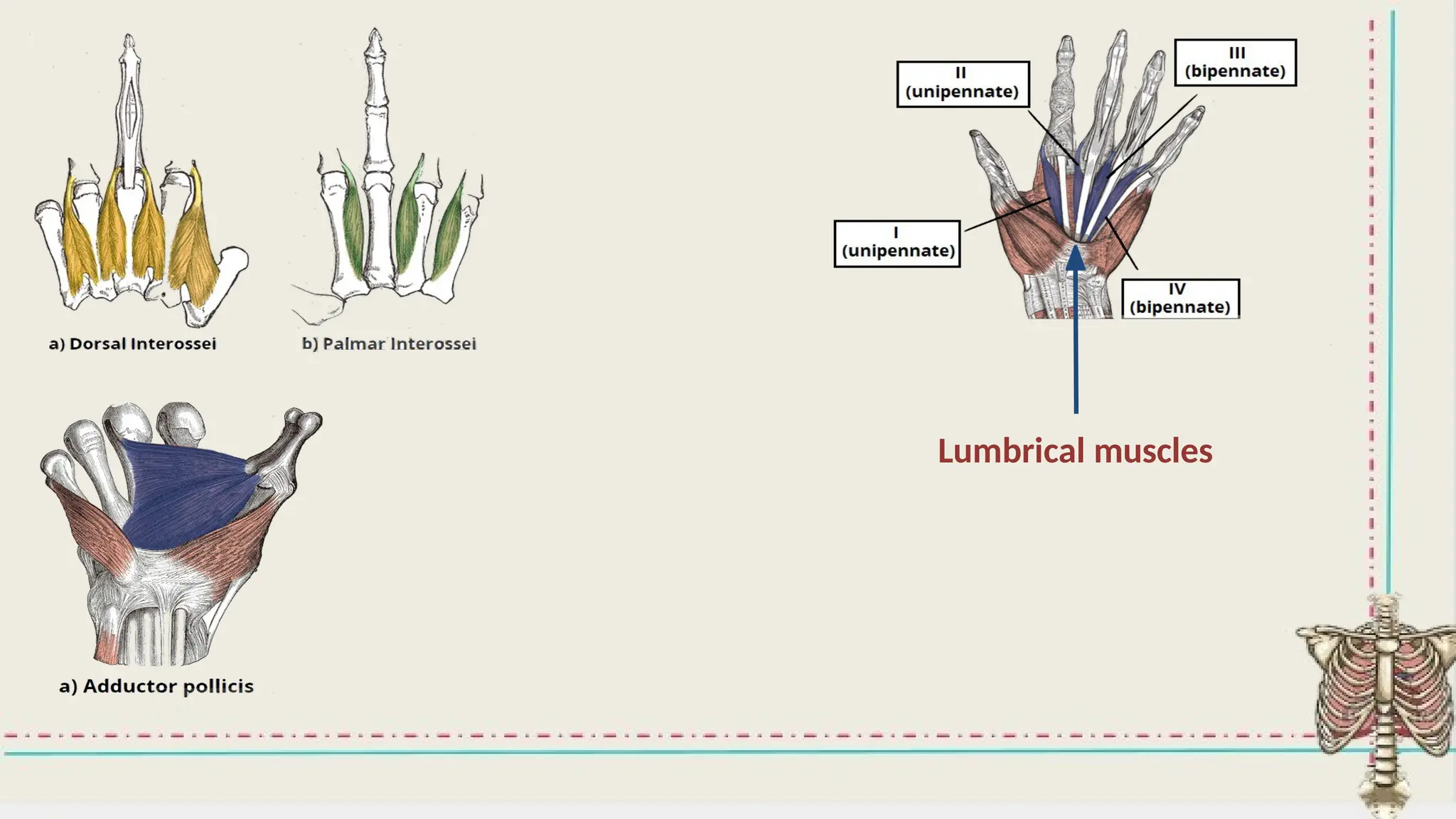 Upper Limb _ Muscles _Revision__120219.pptx