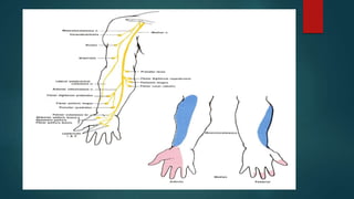 Upper limb nerve examination | PPTX