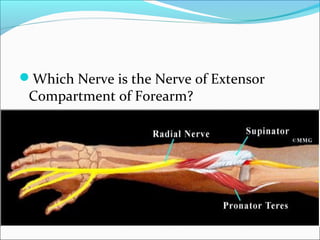 Upper limb nerve examination final year mbbs lecture | PPT