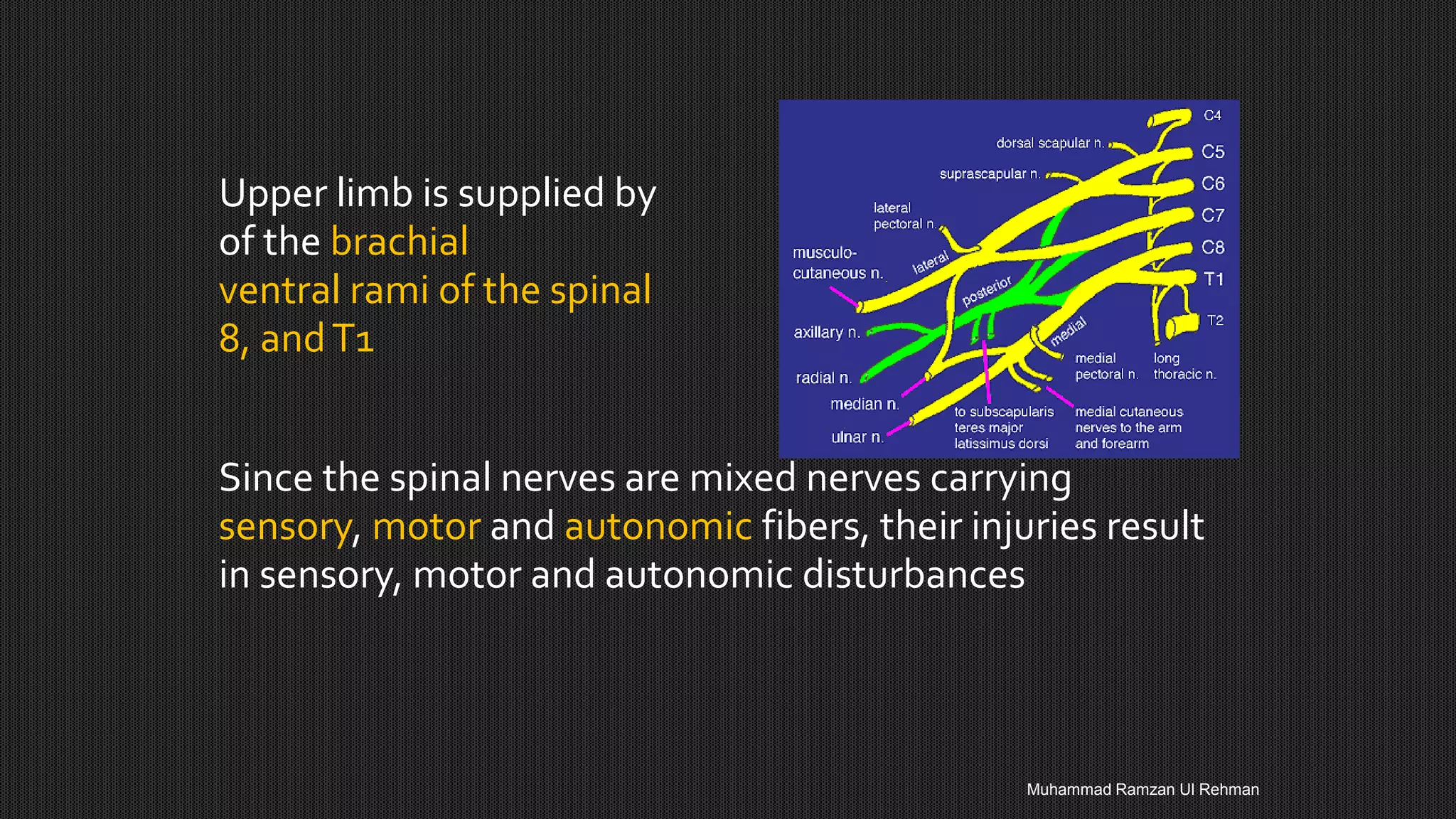 Upper limb nerve injuries | PPT