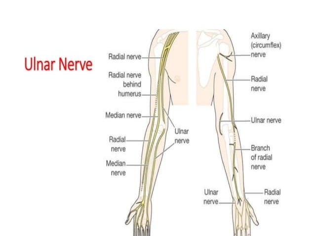 upper limb nerve injuries caused , presentation | PPTX