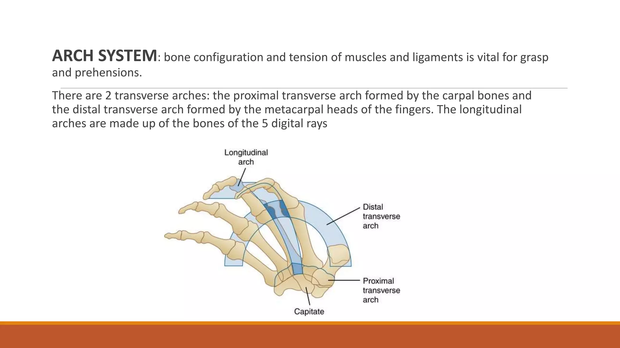 Upper Limb orthotic devices.pptx