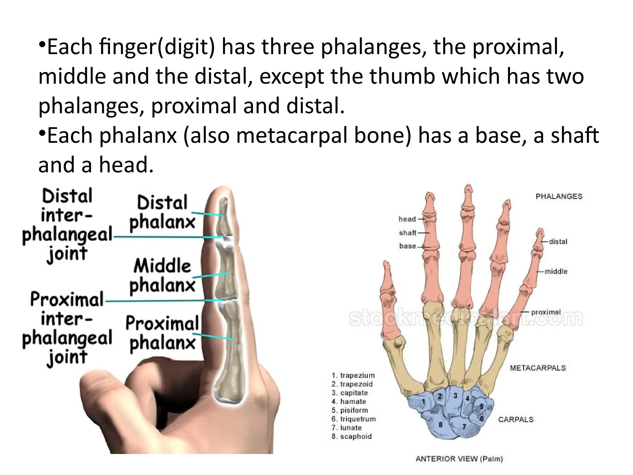 upper limb osteology by Dr Antipas. pptx | PPTX