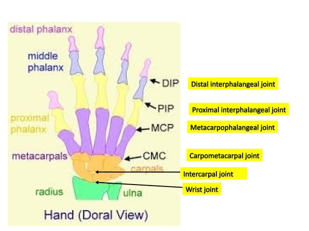 upper limb osteology by Dr Antipas. pptx | PPTX
