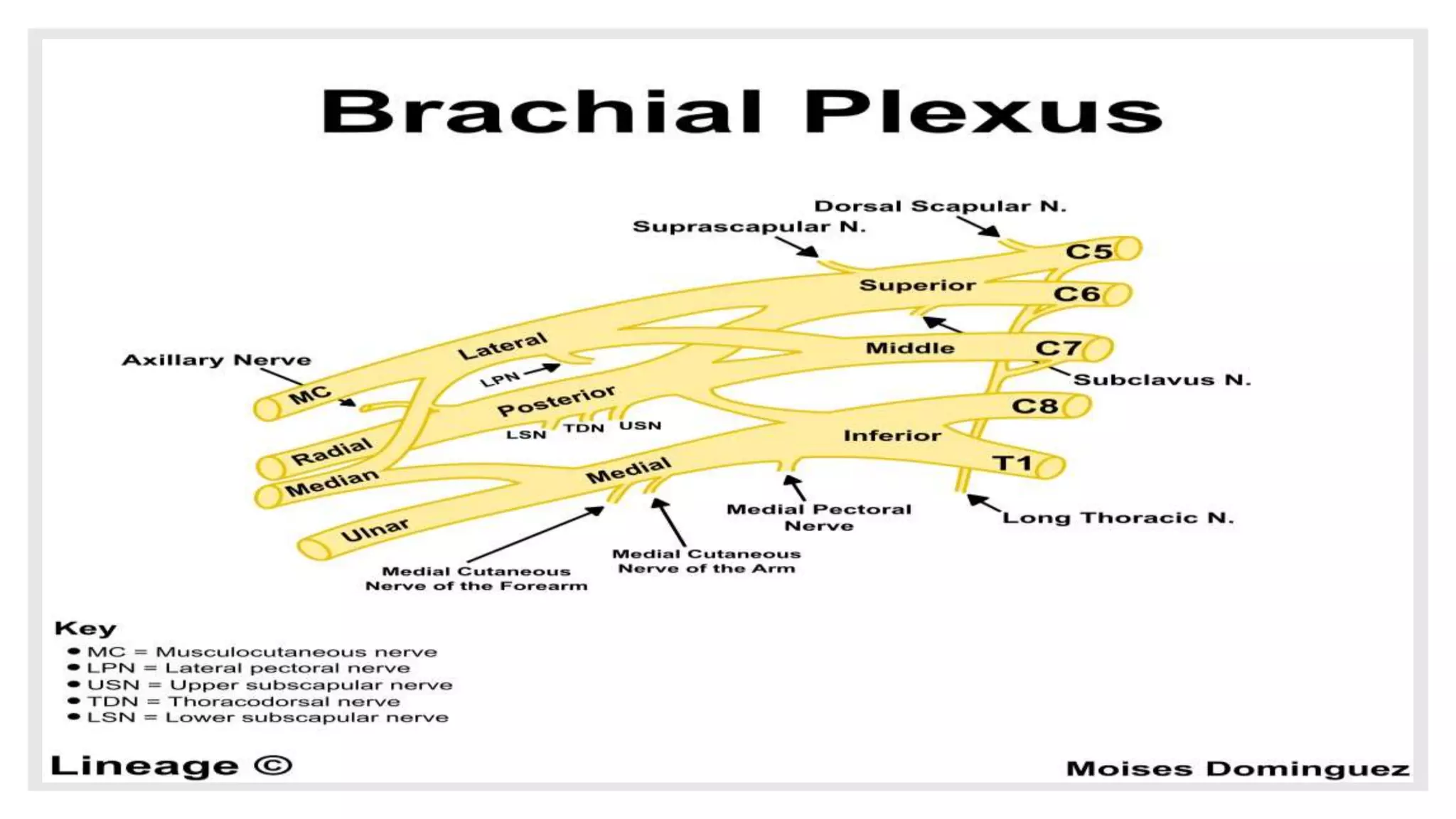 Upper limb peripheral neuropathy.pptx