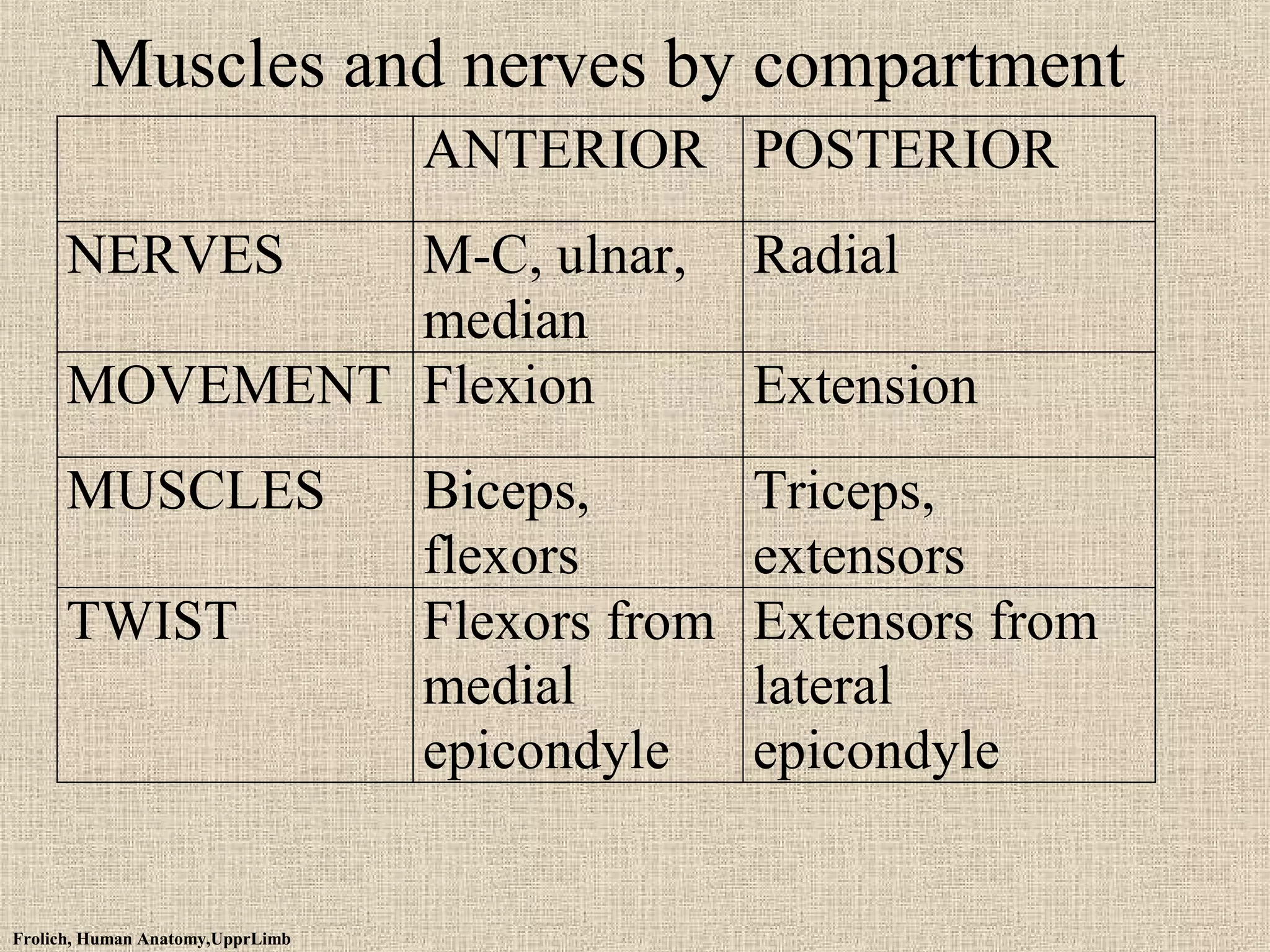 Upper limb ppt | PPT