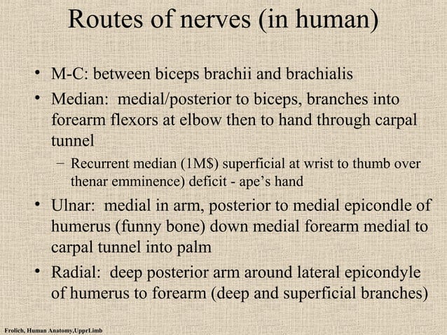 Upper limb ppt | PPT | Death, Injury, or Military Conflict | Sensitive ...