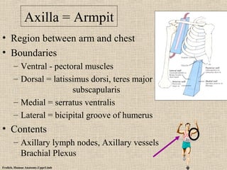 Upper limb ppt | PPT
