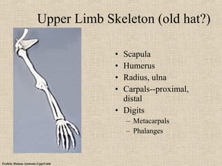 Upper limb ppt | PPT