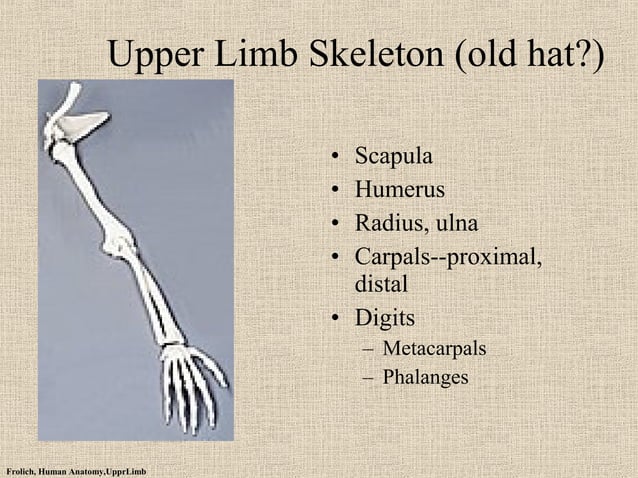 Upper limb ppt | PPT | Death, Injury, or Military Conflict | Sensitive ...