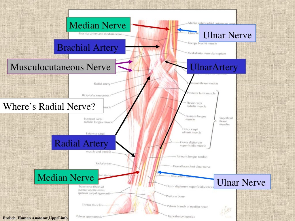 Upper limb ppt