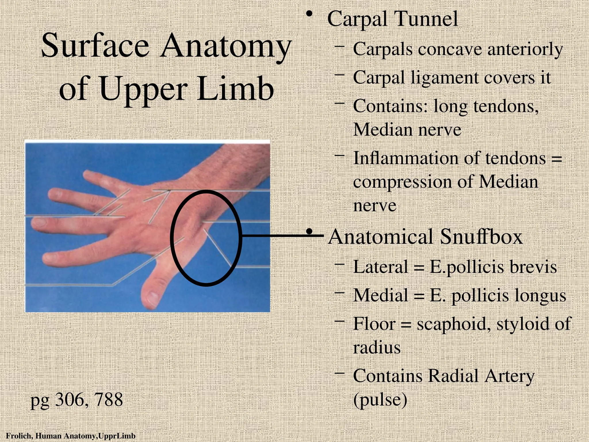 Anatomy of upper limb for medical student | PPT