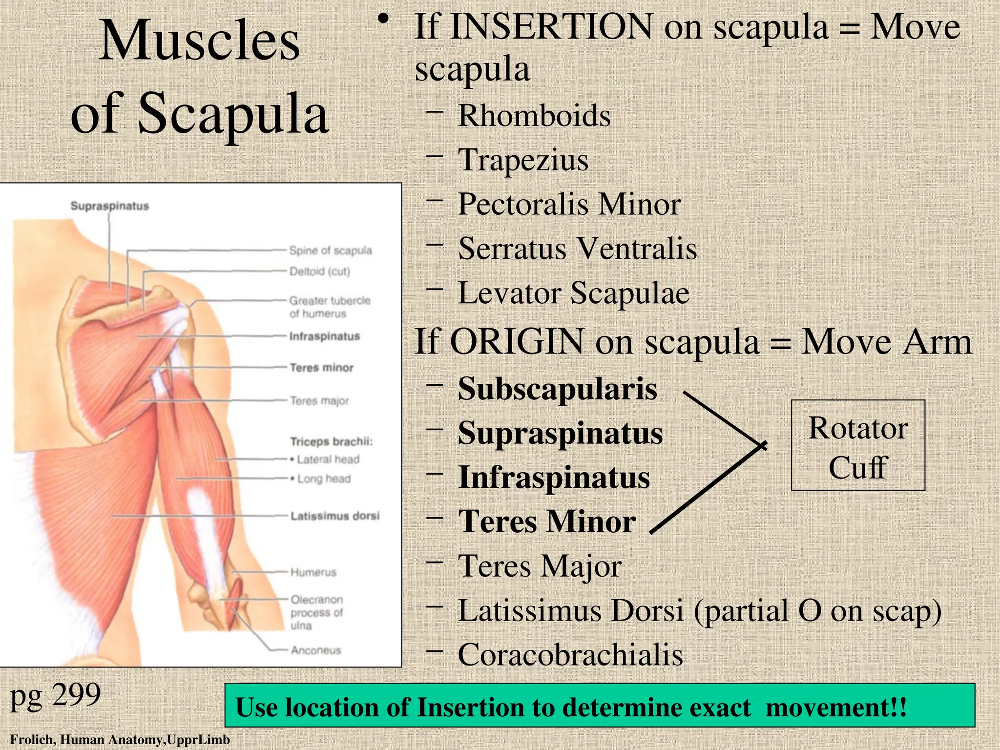Anatomy of upper limb for medical student | PPT