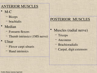 Anatomy of upper limb for medical student | PPT
