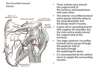 Upper limbs arteries and veins | PPTX
