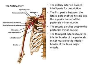 Upper limbs arteries and veins | PPTX