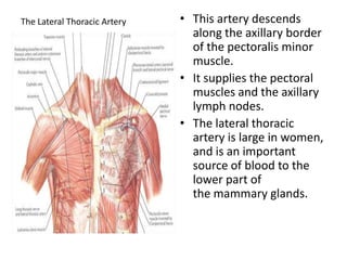 Upper limbs arteries and veins | PPTX