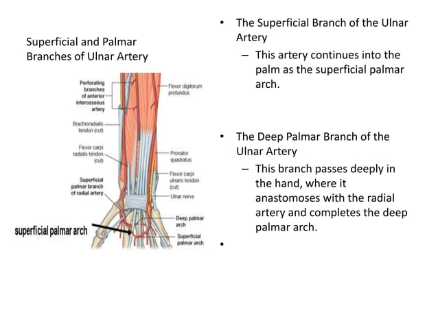 Arteries And Veins Of The Upper Limb And Shoulder