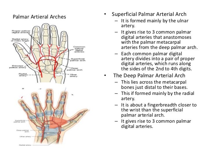 Upper limbs arteries and veins