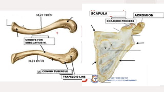 UPPER LIMBS PRAC.ANATOMY-1.pptx to you you | PPTX