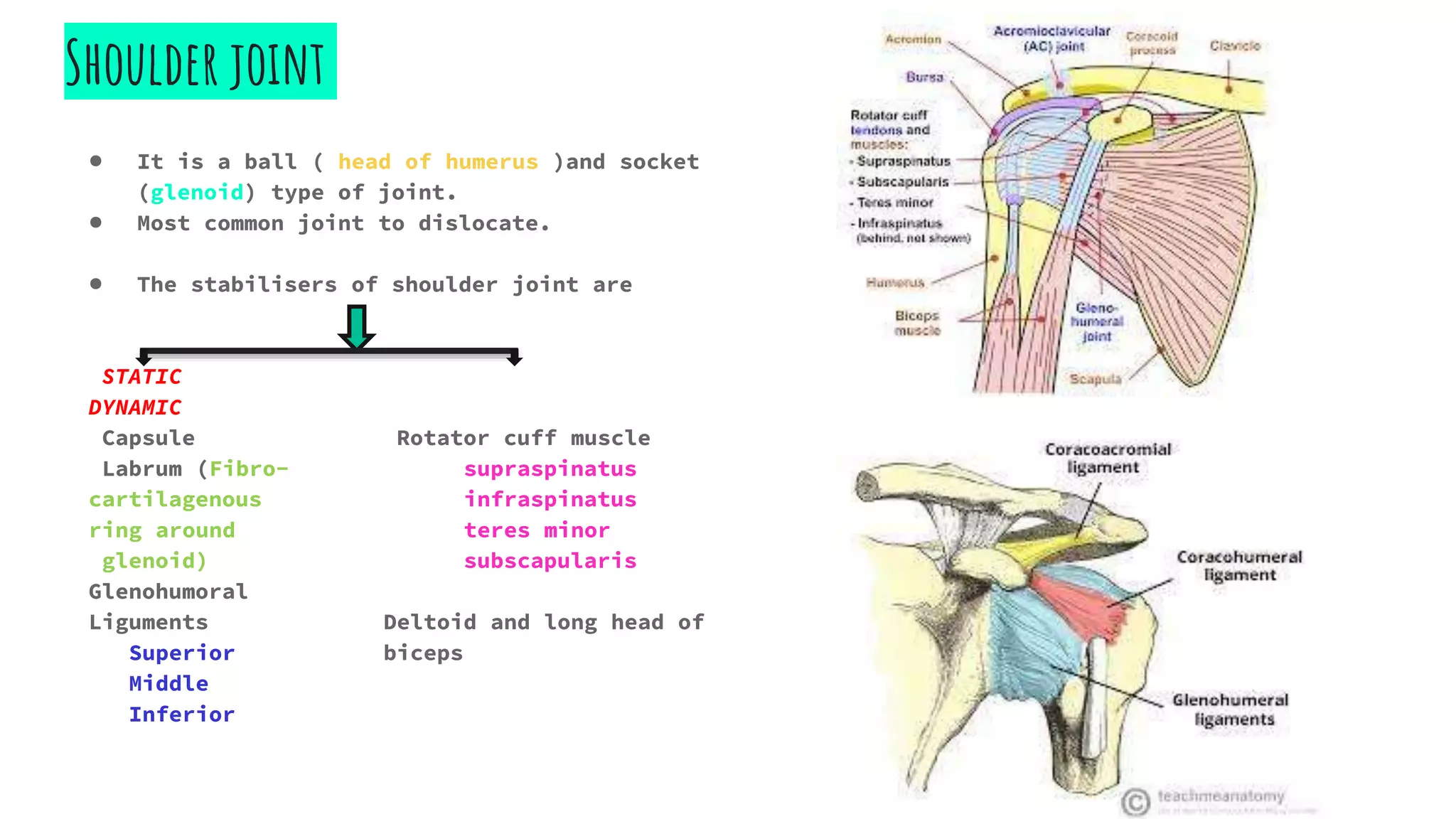 Upper limb trauma ( clavicle & shoulder fracture) | PPT