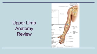 Introduction to Upper limb trauma | PPTX