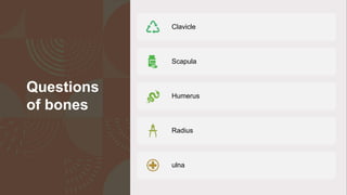 upper limb very importants including bones .pptx
