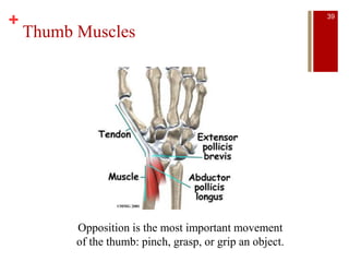 Upper limb (week 2 3) | PPT