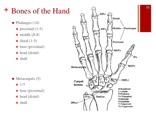 Upper limb (week 2 3)