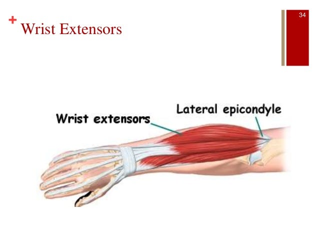 Upper limb (week 2 3)