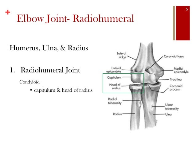 Upper limb (week 2 3)