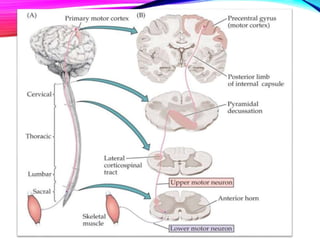 Upper Motor Neuron Function