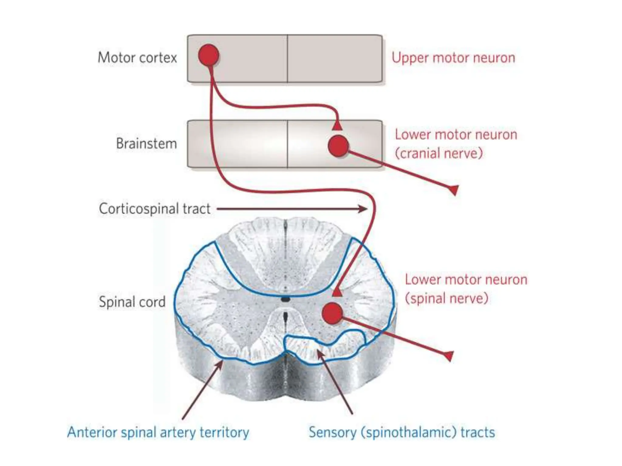Upper & Lower Motor Neuron Lesions.pptx