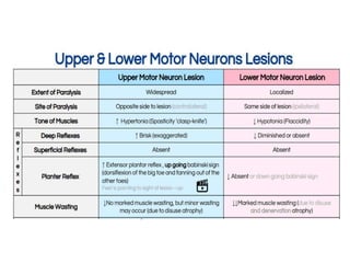 Upper & Lower Motor Neuron Lesions.pptx