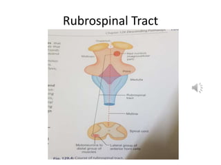 All about Upper Motor Neuron Lesion.pptx
