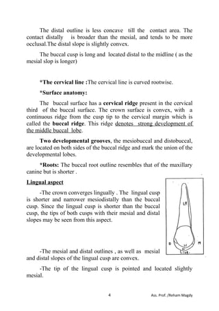 Upper premolars (2) | DOC