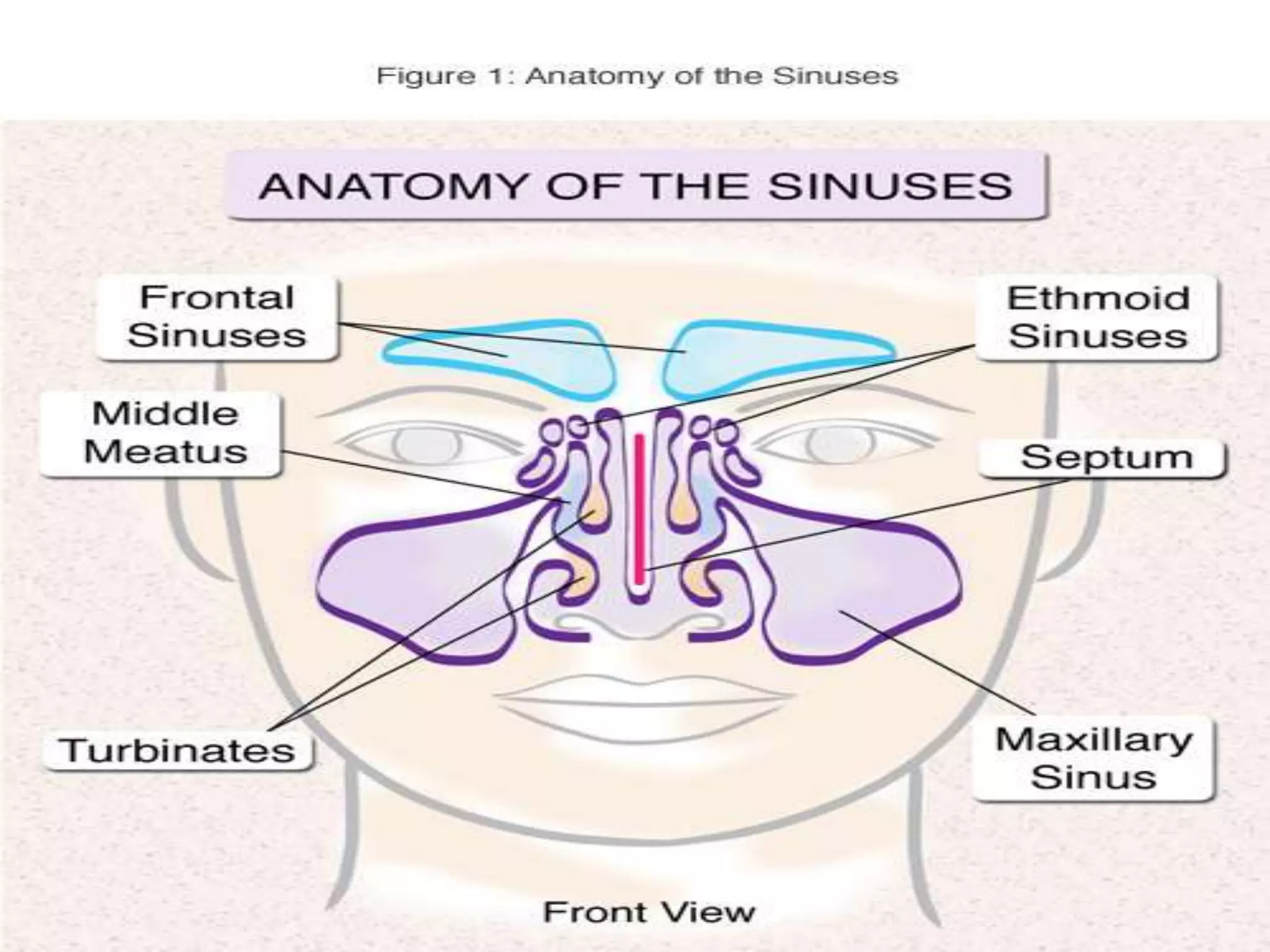 Upper respiratory disorders | PPTX